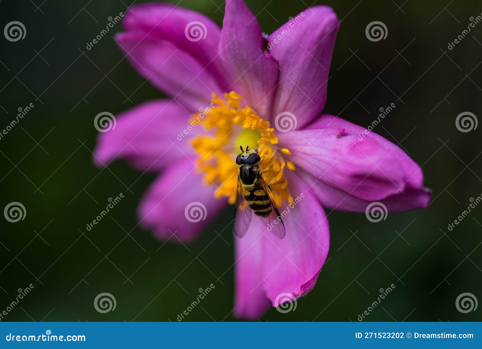 Bee on a Vibrant Flower in Spring Stock Photo - Image of golden ...