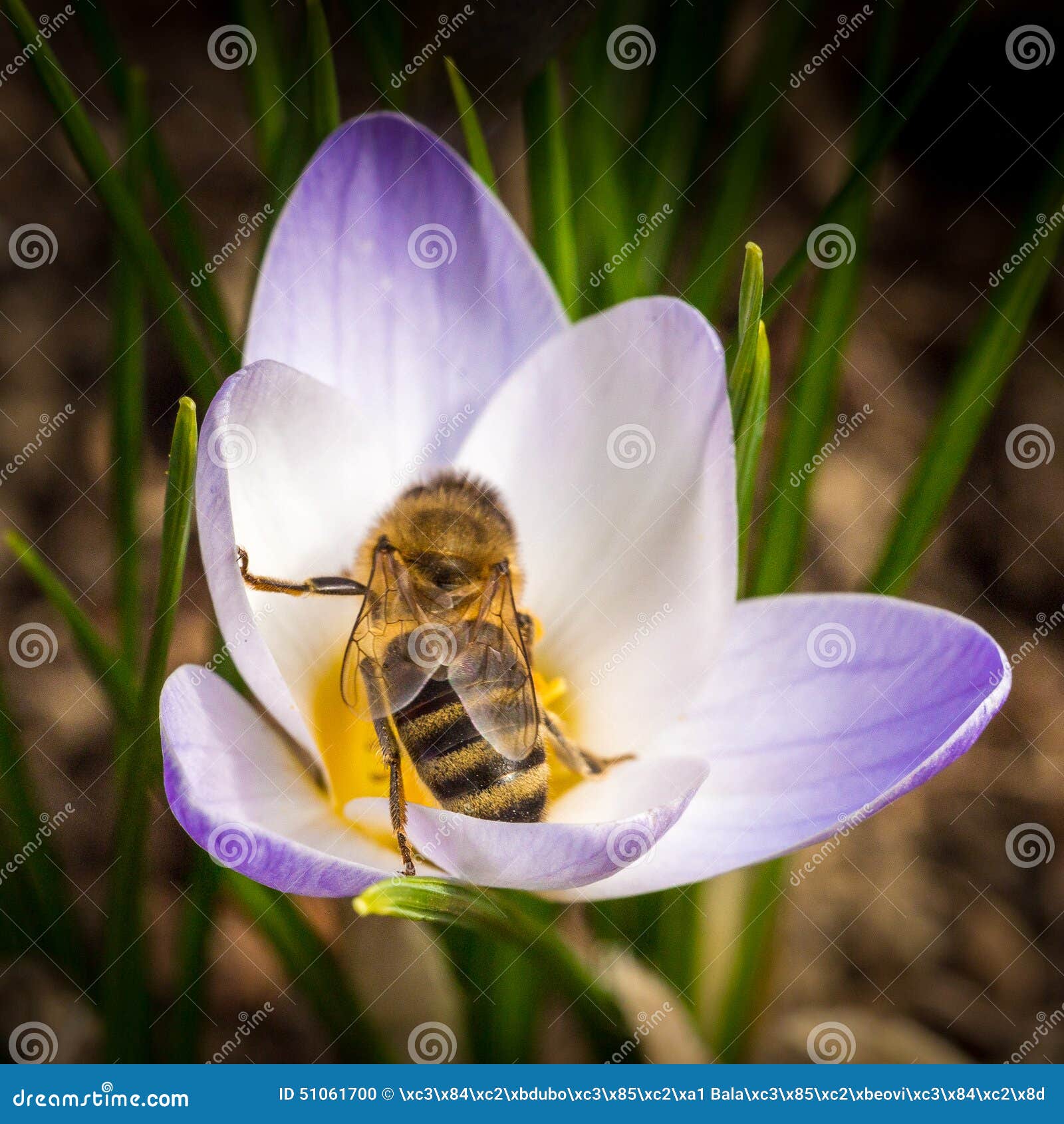 Bee at violet crocus stock photo. Image of insect, crocus - 51061700