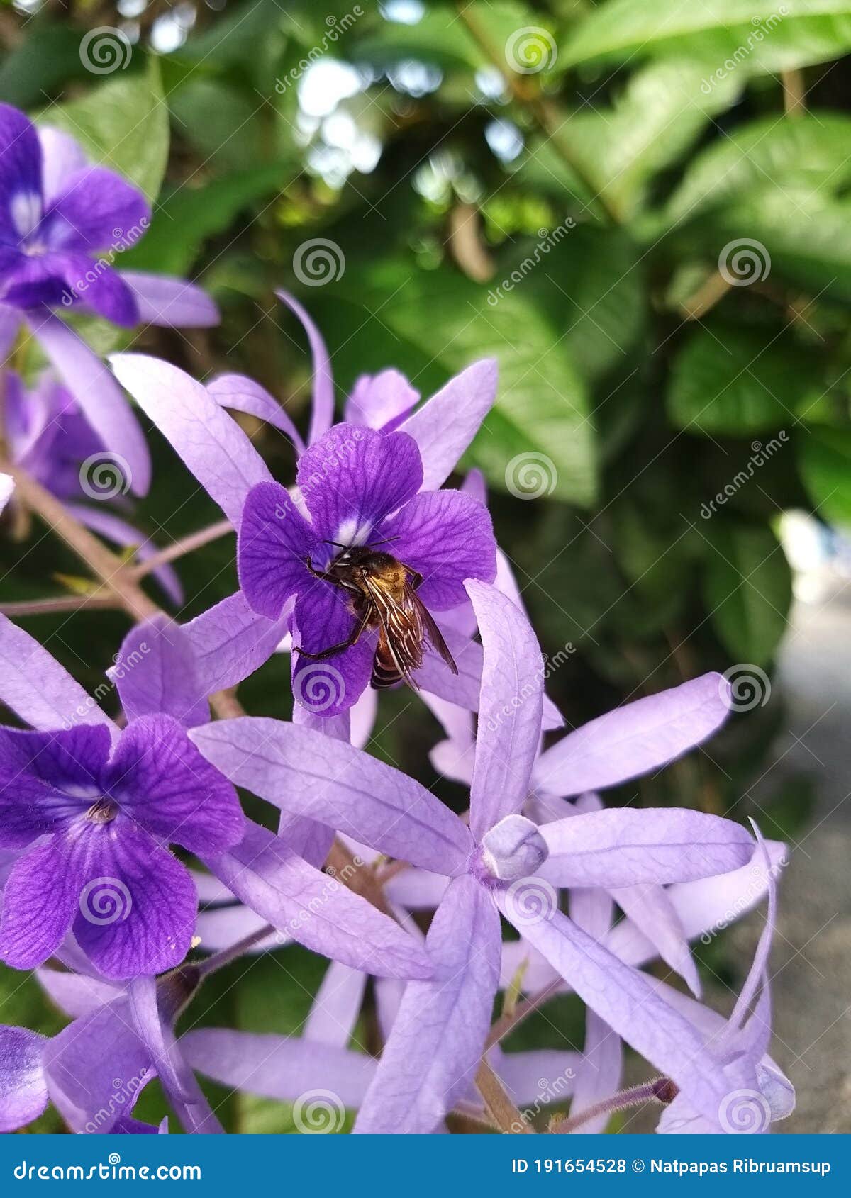 Bee with violet flower stock photo. Image of wildflower - 191654528