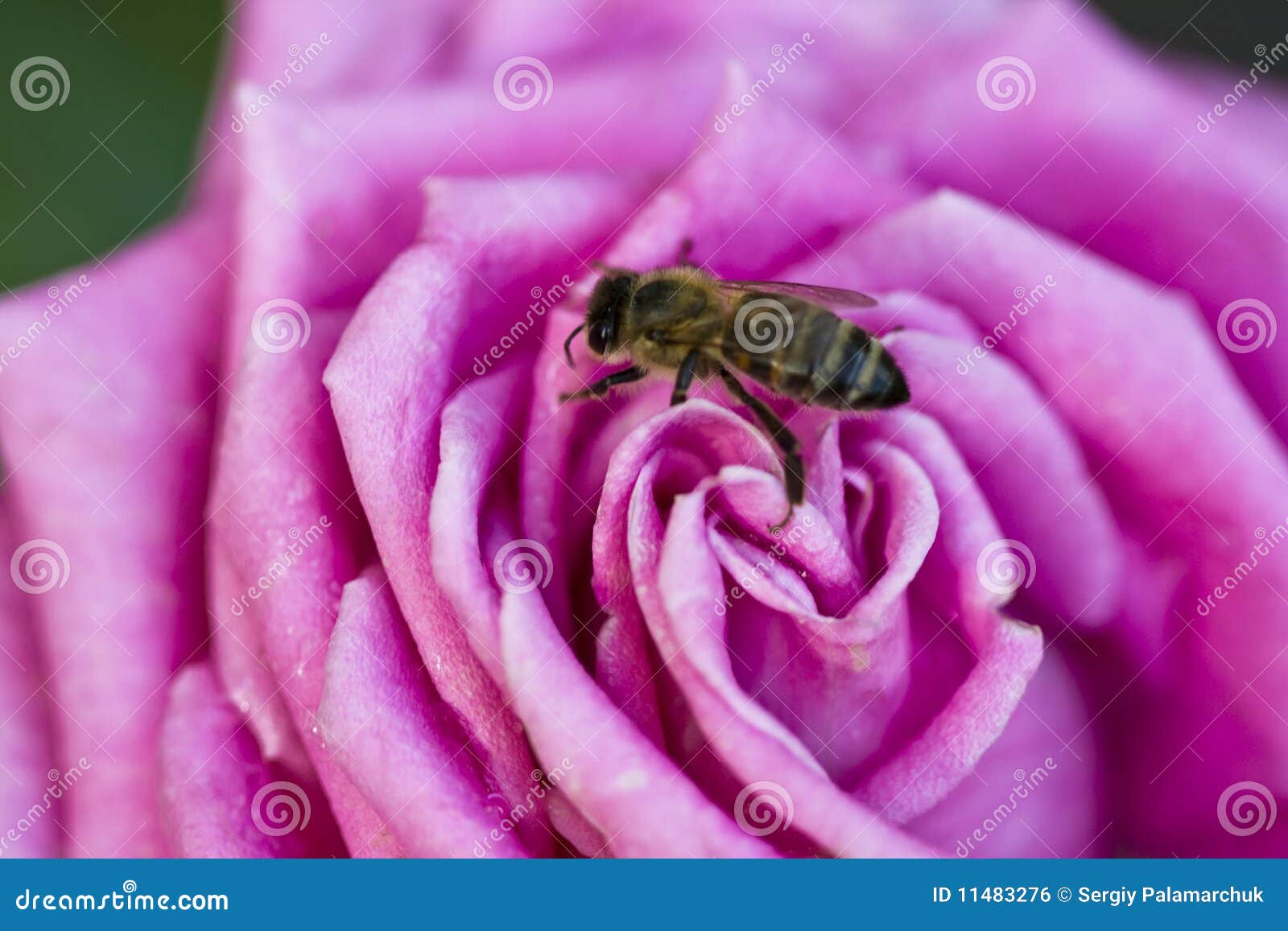 Bee and violet rose stock photo. Image of pink, violet - 11483276
