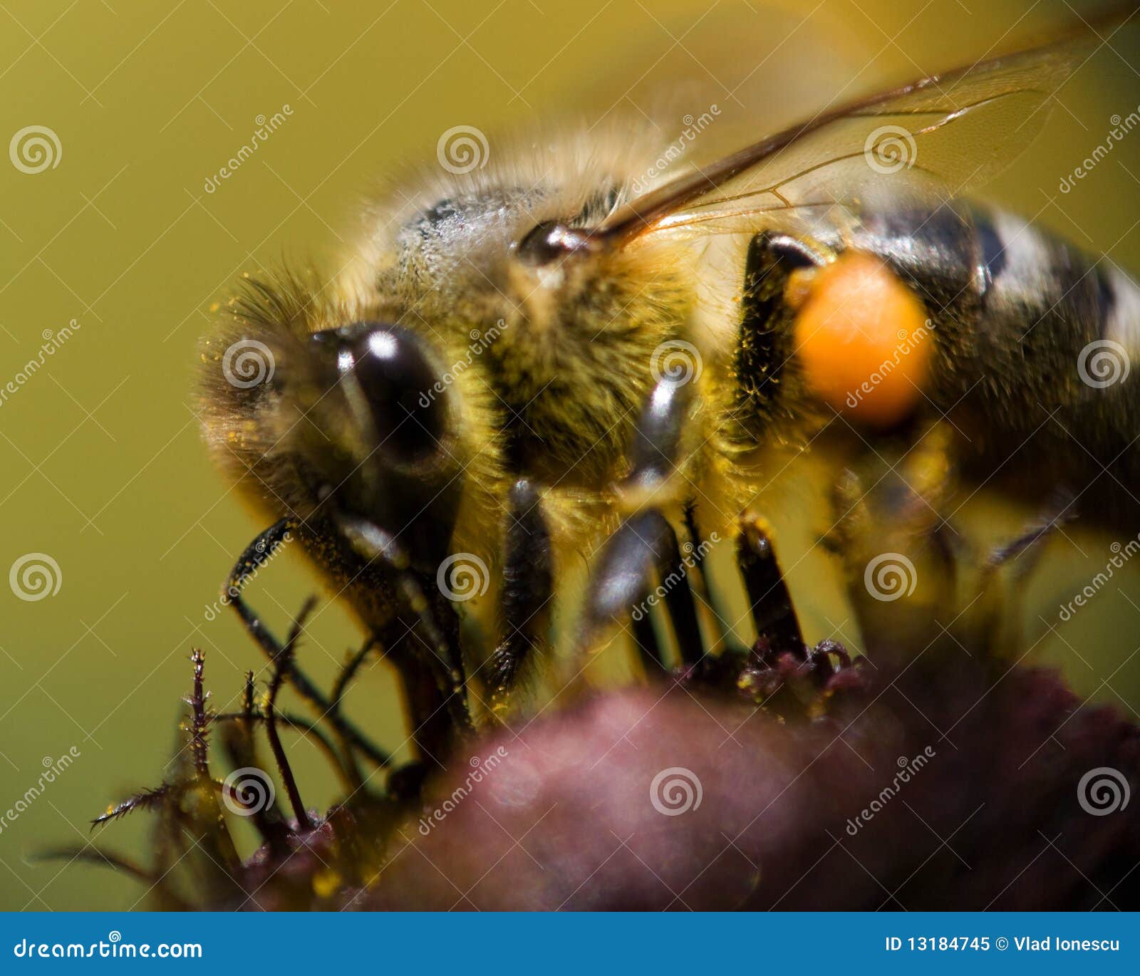 Bee vision stock image. Image of busy, summer, insect - 13184745