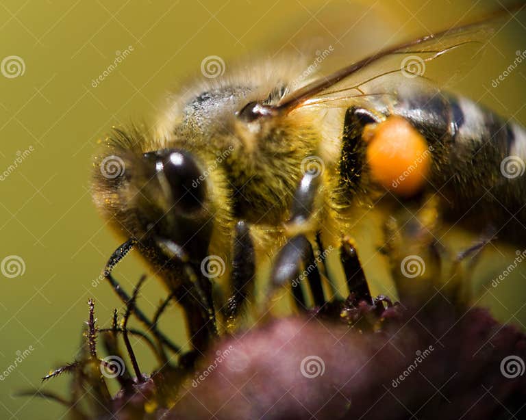 Bee vision stock image. Image of busy, summer, insect - 13184745