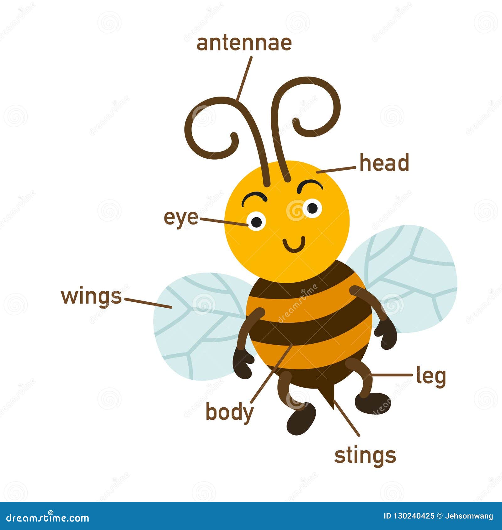 Bee Vocabulary Part of Body.vector Stock Vector - Illustration of child ...