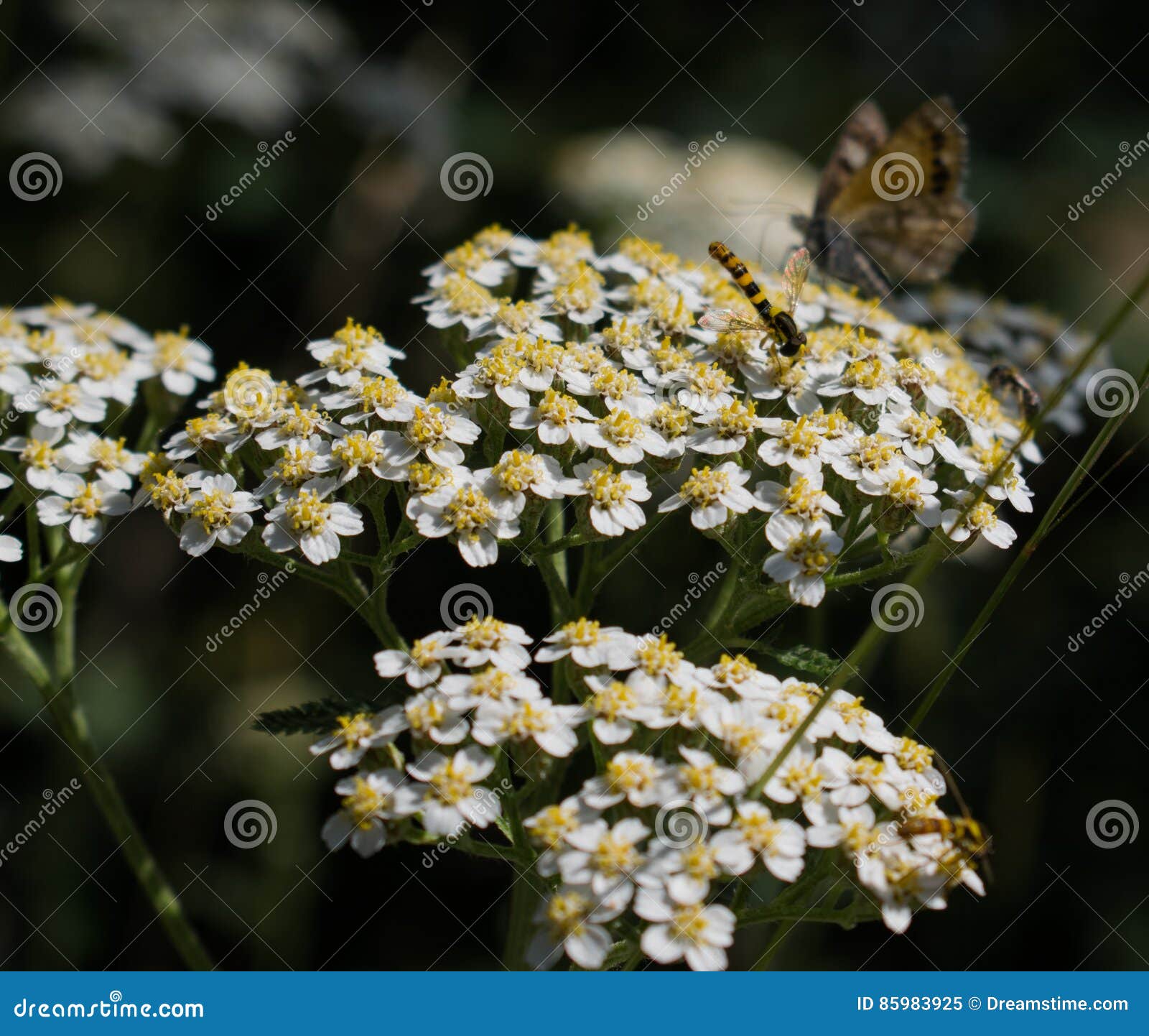 Bee vs. Butterfly stock image. Image of natural, herbaceous - 85983925