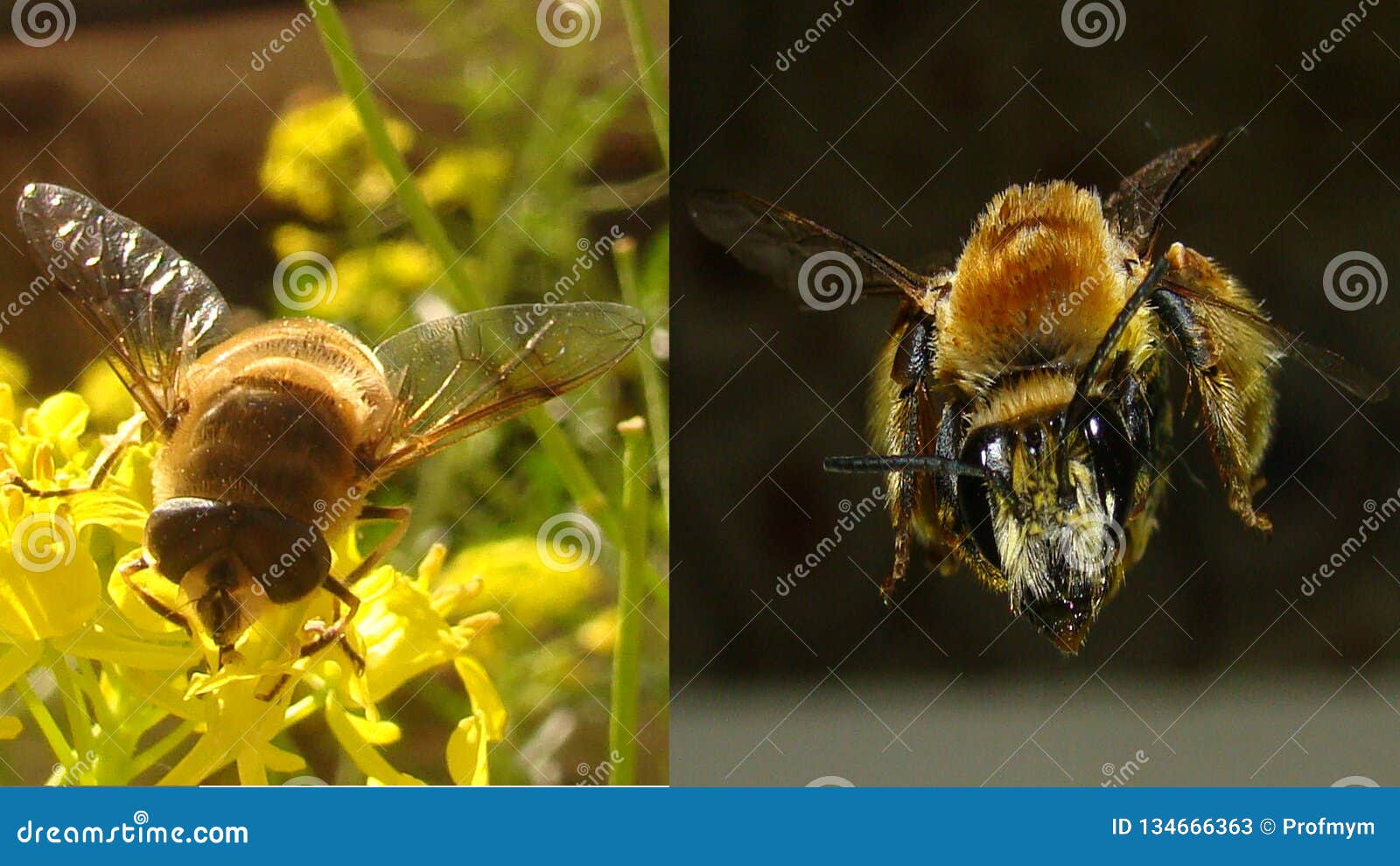 Bee VS Hoverfly stock image. Image of hoverflies, poison - 134666363