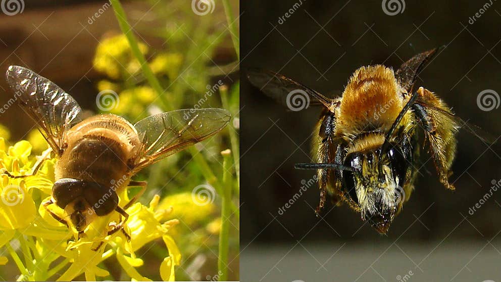 Bee VS Hoverfly stock image. Image of hoverflies, poison - 134666363