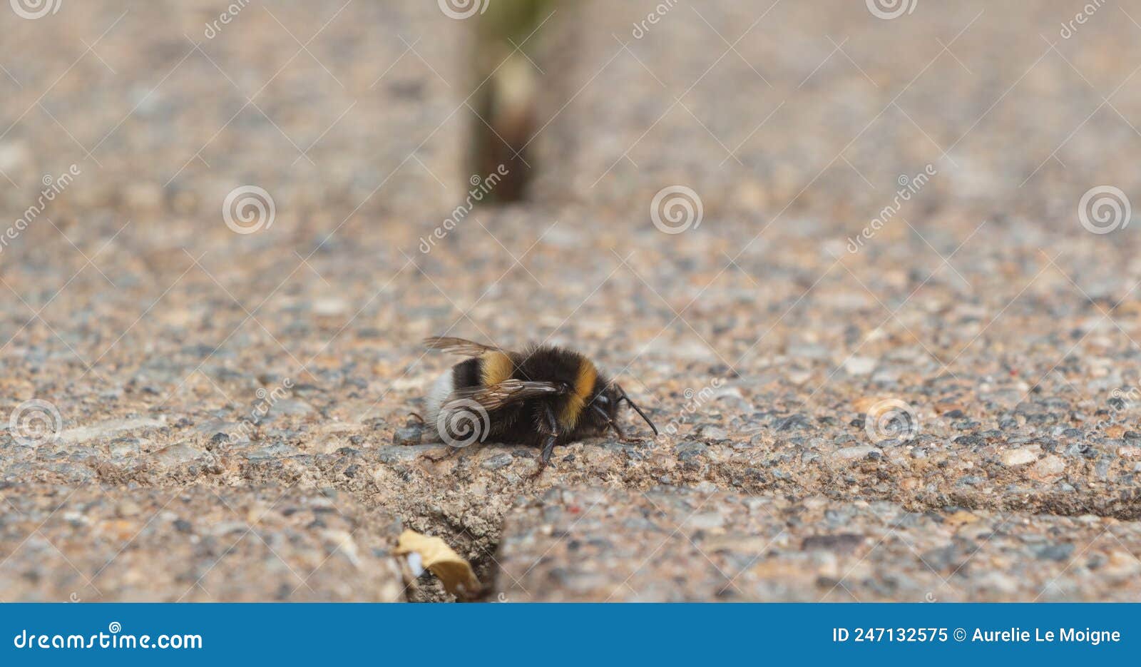 Bee on the ground stock image. Image of france, ecology - 247132575