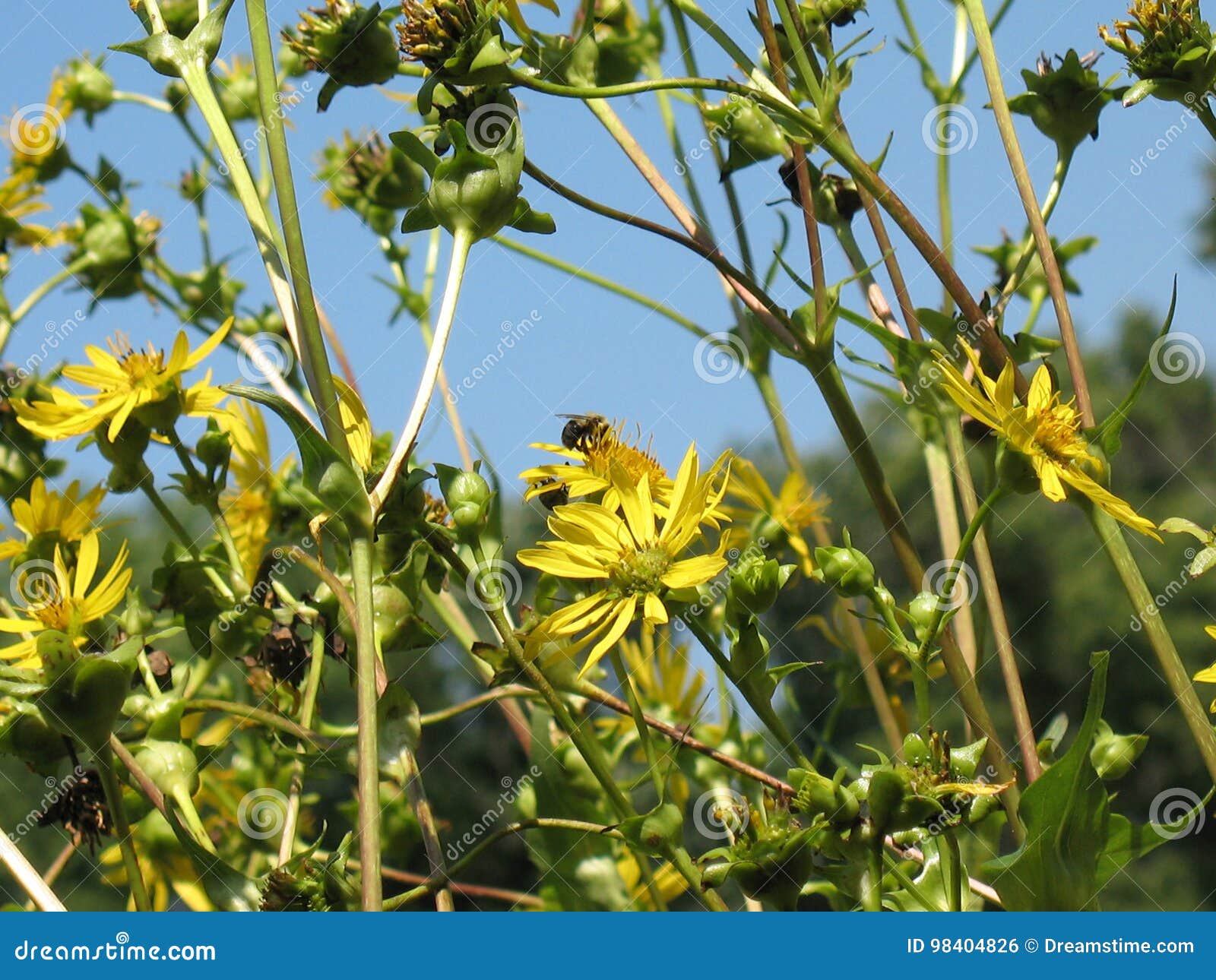 Bee Wandering in Wild Flowers Stock Photo - Image of nectar, wandering ...