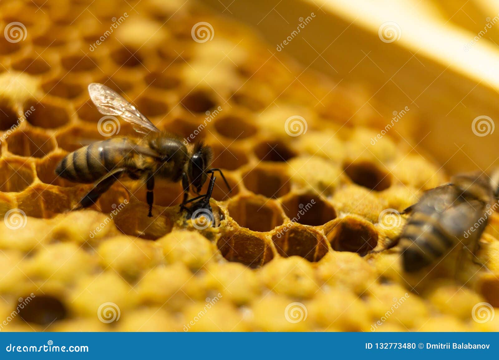 The Birth of a Young Bee. the Bee Was Born and Comes Out of the ...