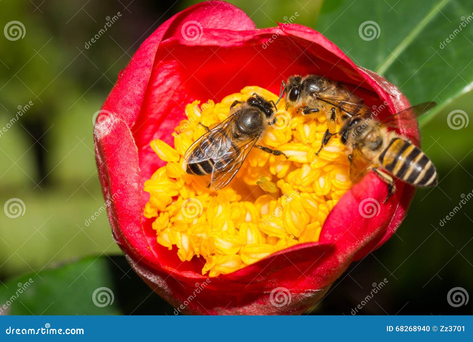 A bee is watching two bees stock photo. Image of collect - 68268940