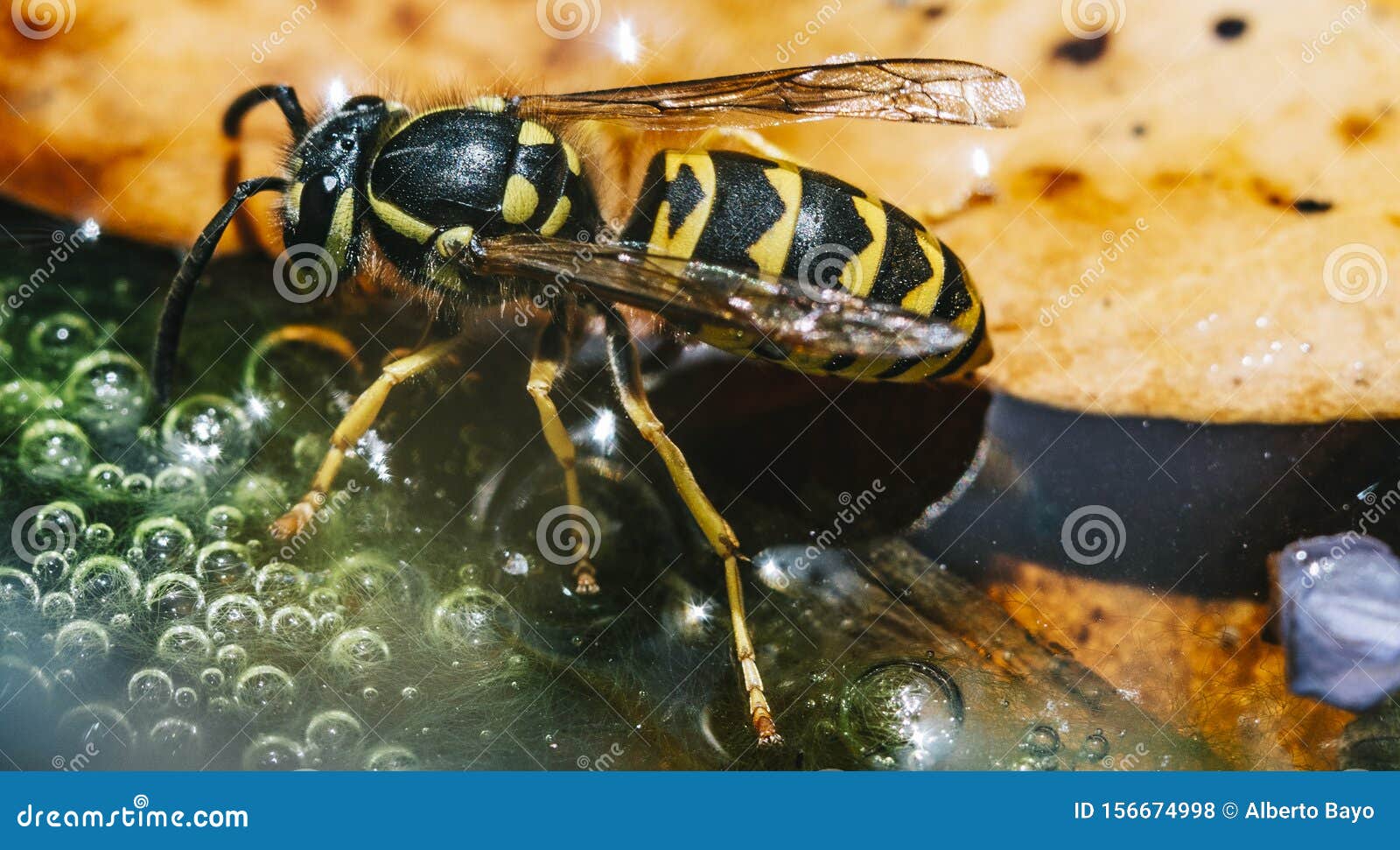 Bee in the water stock photo. Image of closeup, animal - 156674998