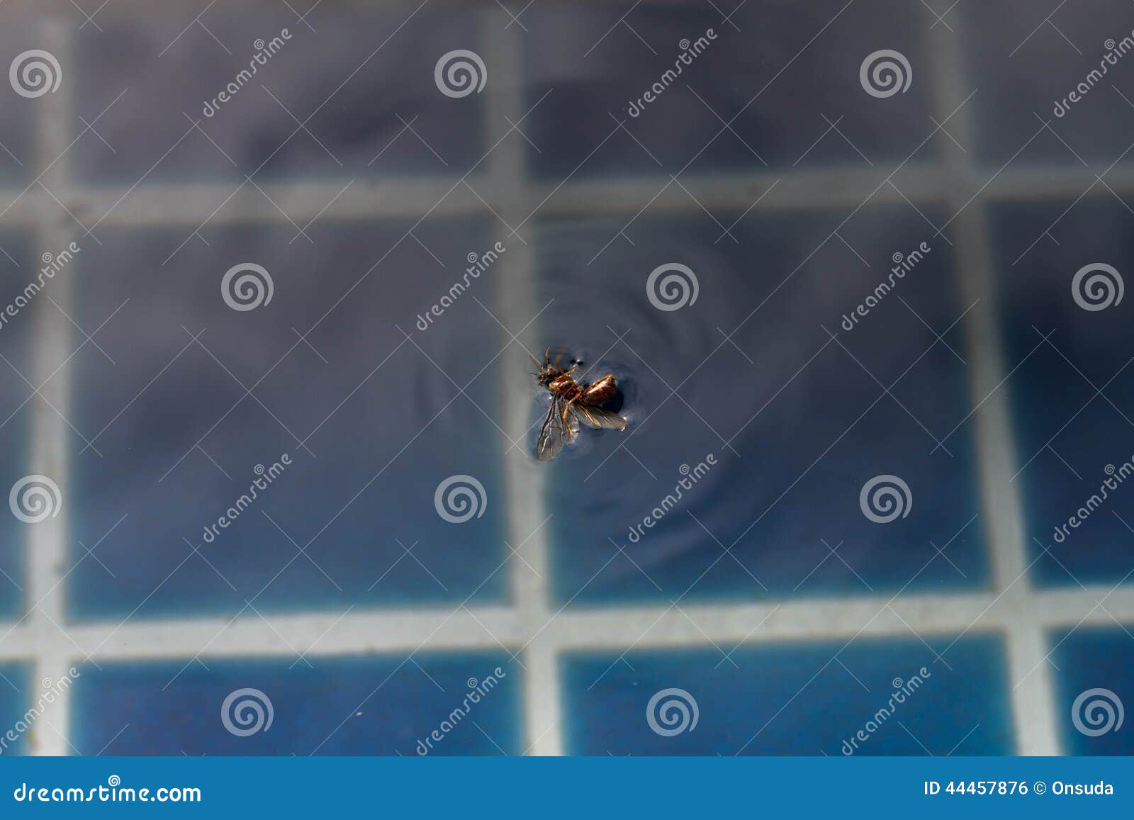 Bee on water stock photo. Image of swimming, water, cycle - 44457876