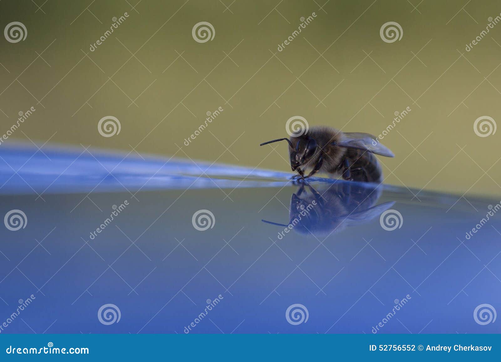 Bee on water mirror stock photo. Image of mirrored, blue - 52756552