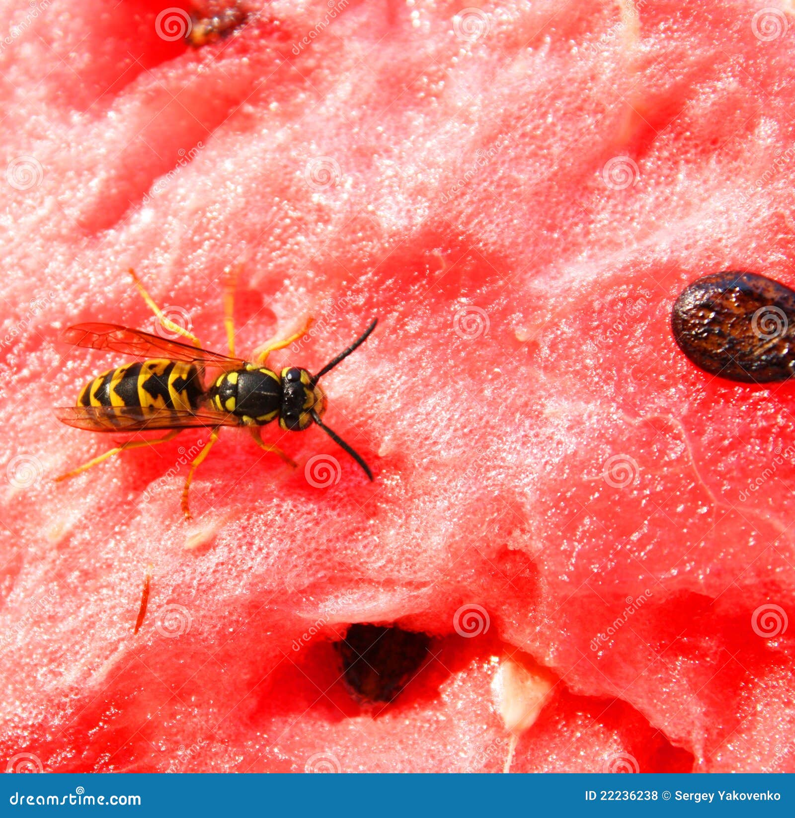 Bee on watermelon stock photo. Image of summer, sugar - 22236238