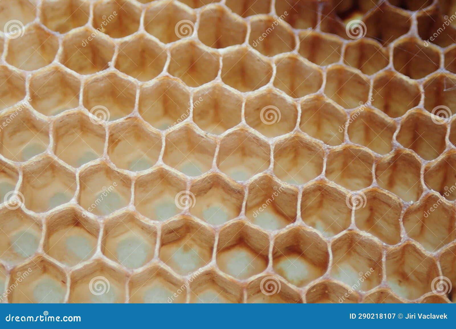 Bee wax texture stock image. Image of beehive, macro - 290218107