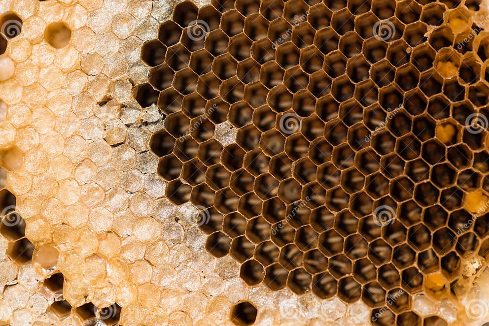 Bee wax texture stock image. Image of close, cell, abstract - 100178365