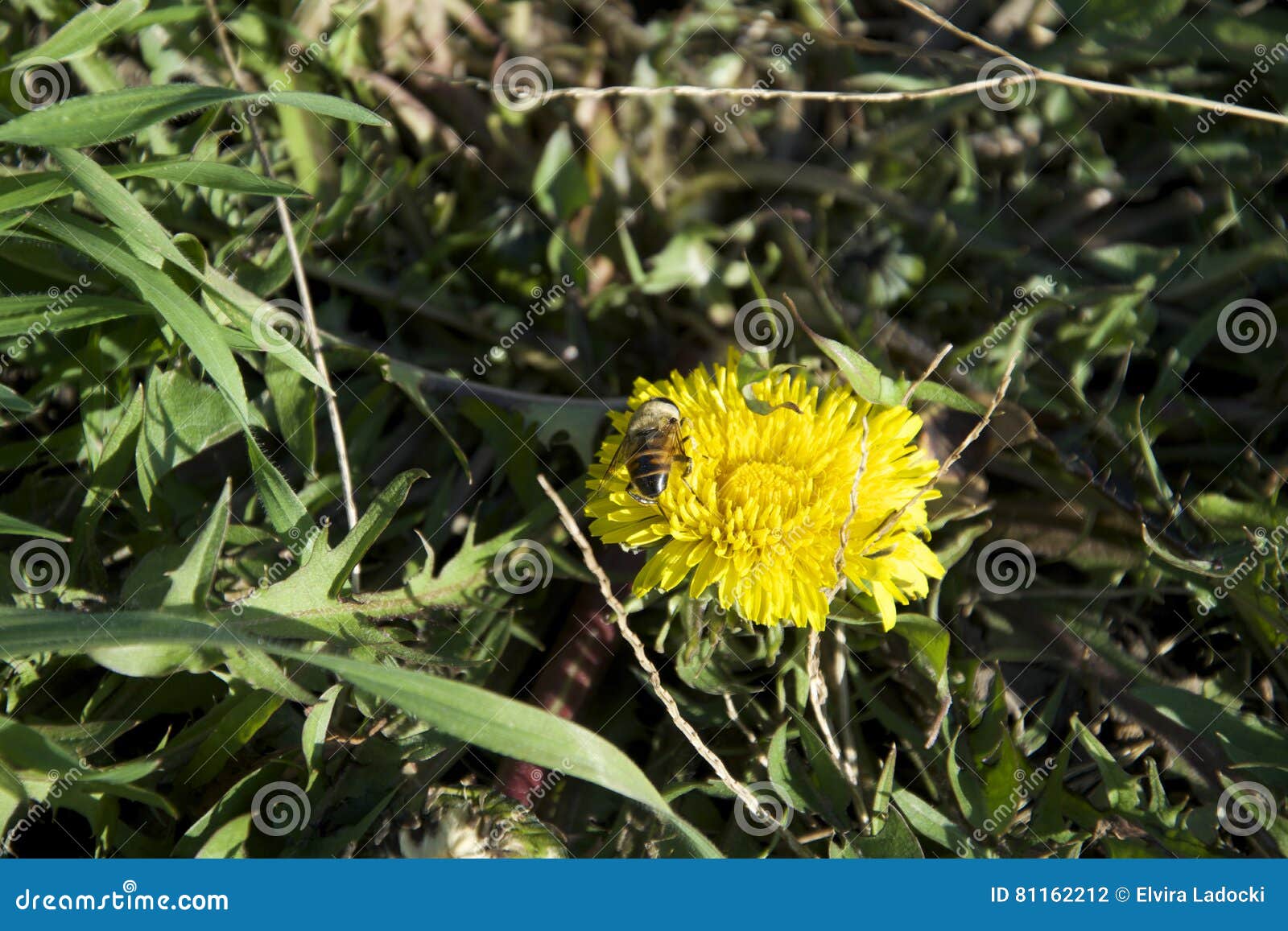 Bee on weed stock photo. Image of nice, orange, love - 81162212