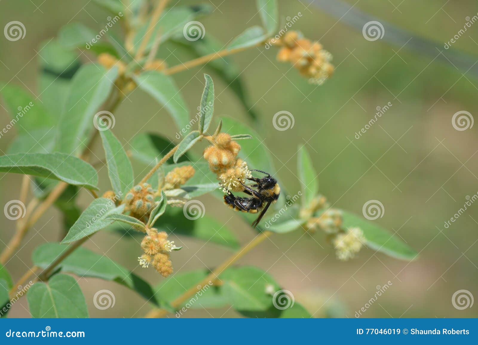 Bee on weeds stock image. Image of weed, closeup, farm - 77046019