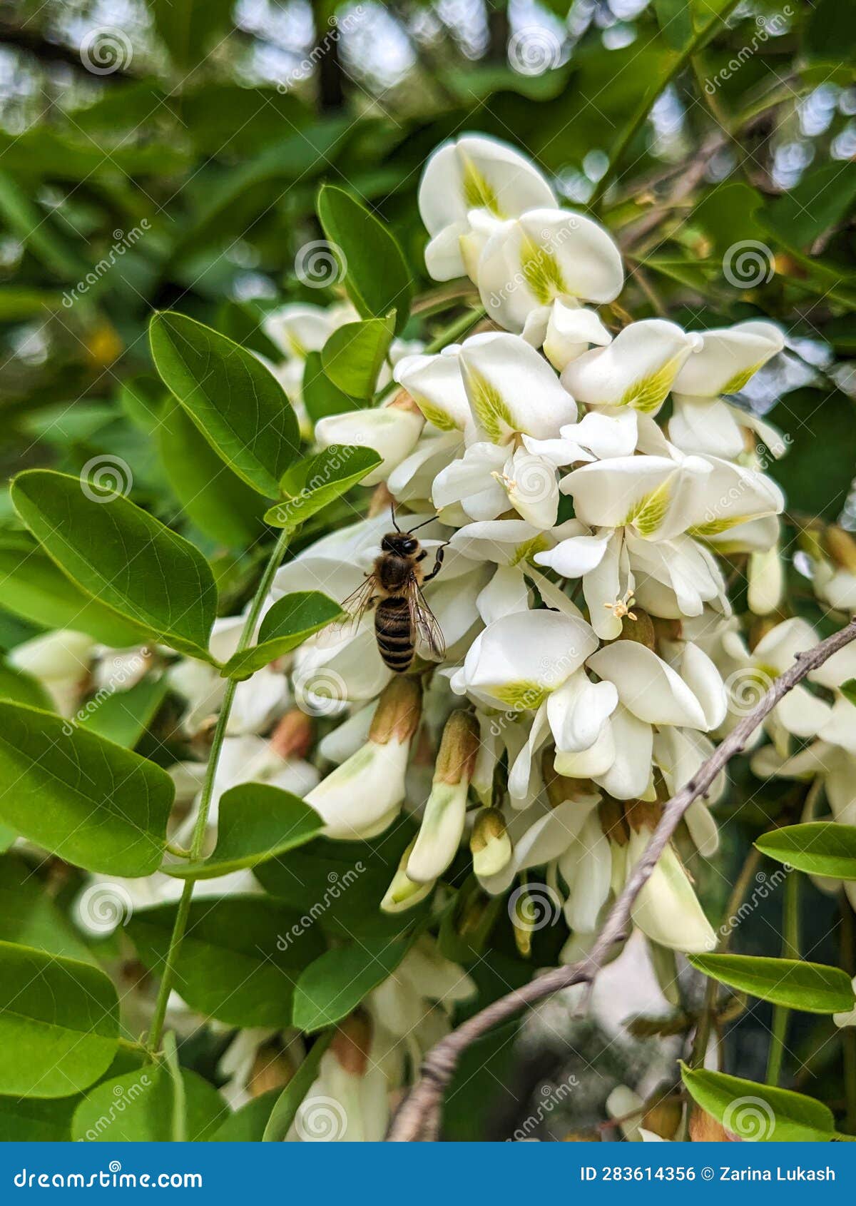 A Bee on White Acacia Flowers Collects Nectar. Pollination of Trees ...