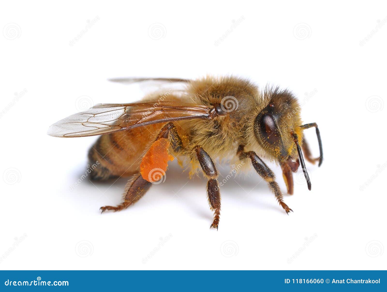 The Bee on White Background Stock Photo - Image of worker, background ...