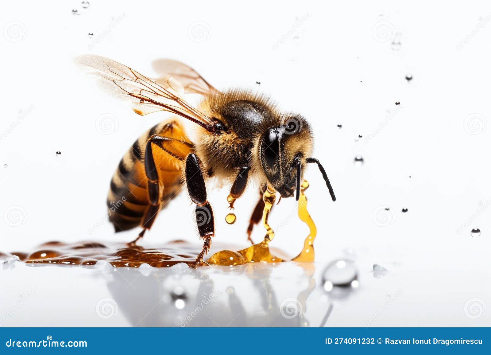 Bee on a White Background with Drips of Honey, Emphasizing the ...