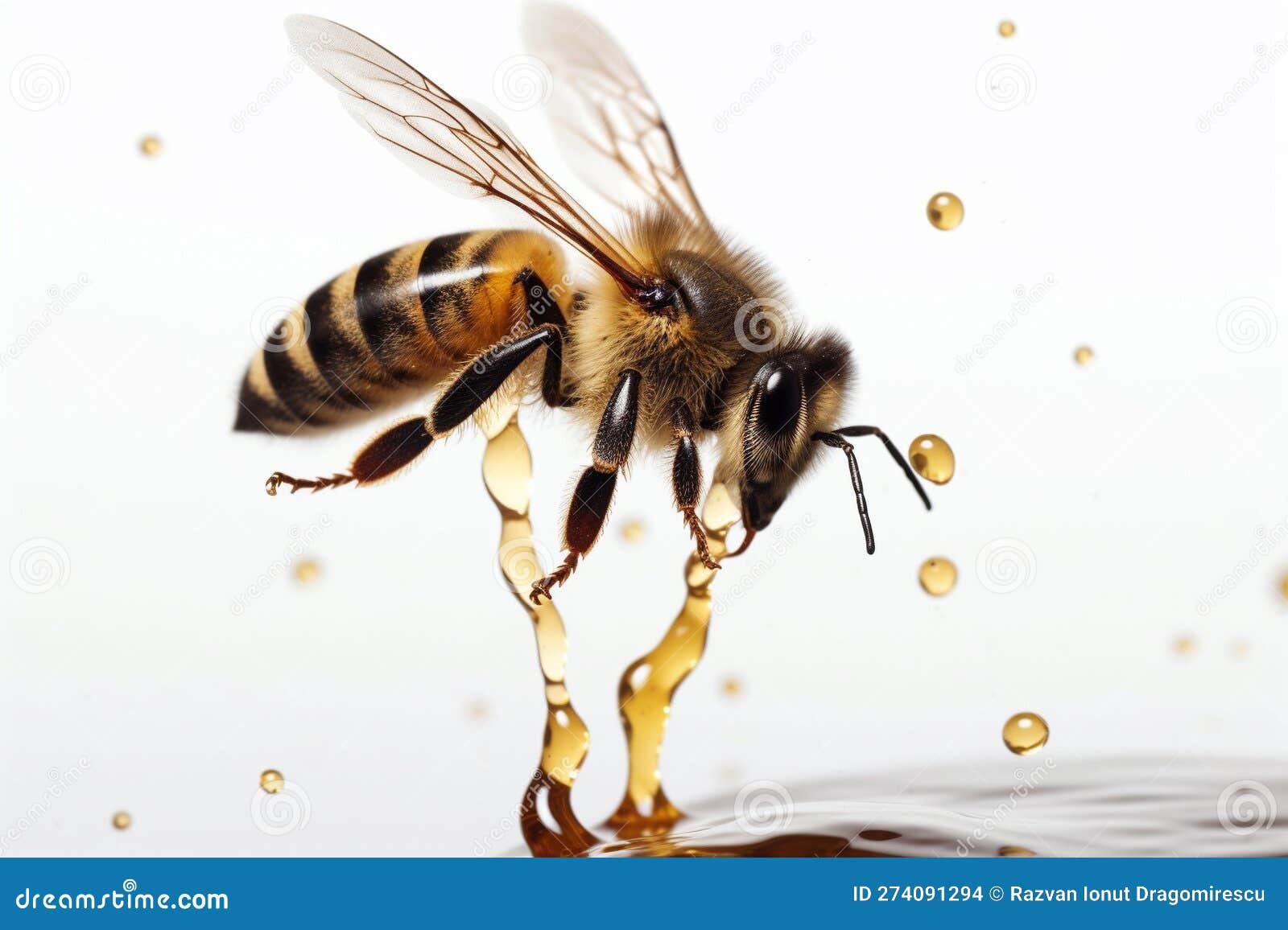 Bee On A White Background With Drips Of Honey, Emphasizing The ...