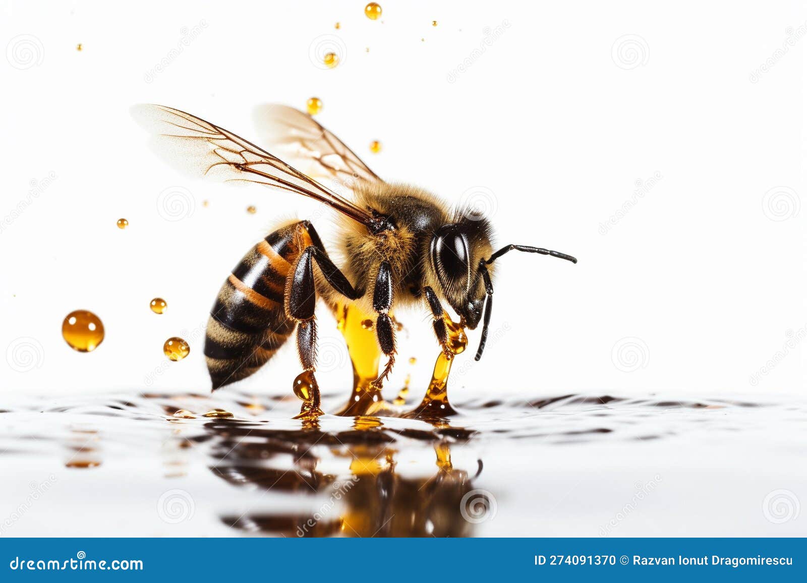 Bee on a White Background with Drips of Honey, Emphasizing the ...