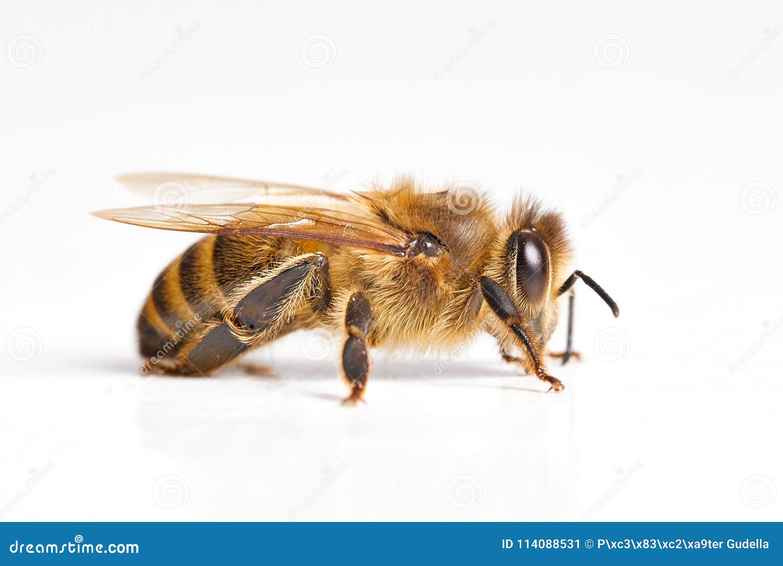 Bee on white background stock image. Image of pollination - 114088531