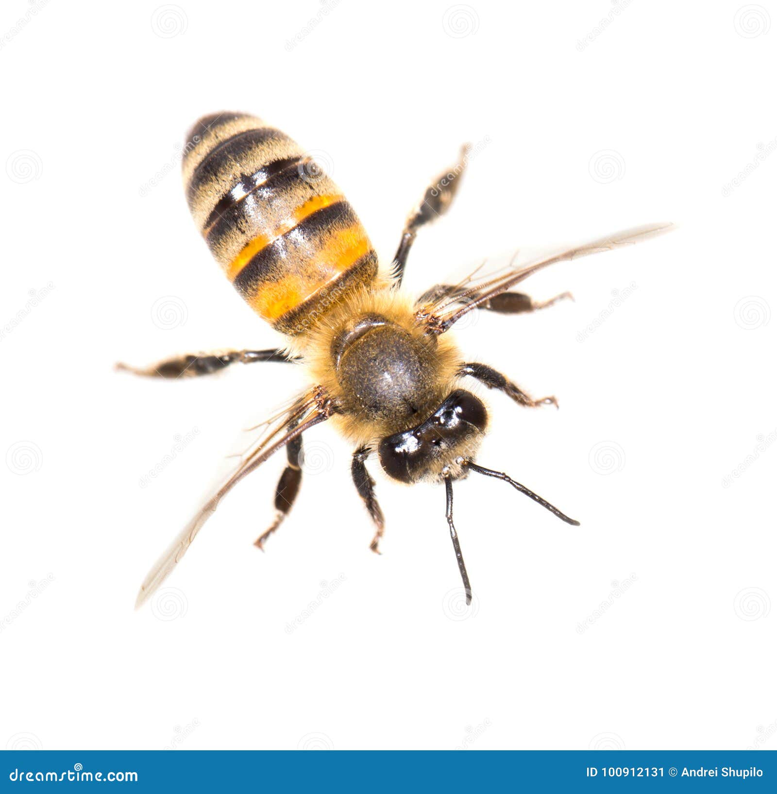 Bee on white background stock image. Image of pink, agriculture - 100912131