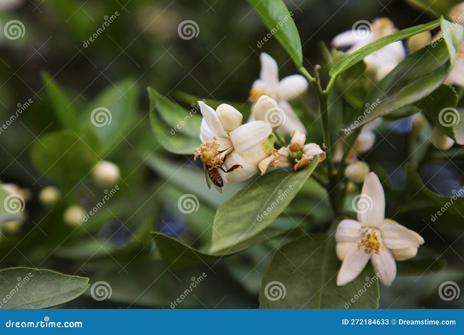 Bee on White Beautiful Grapefruit Flower Outdoors Stock Image - Image of flora, bright: 272184633