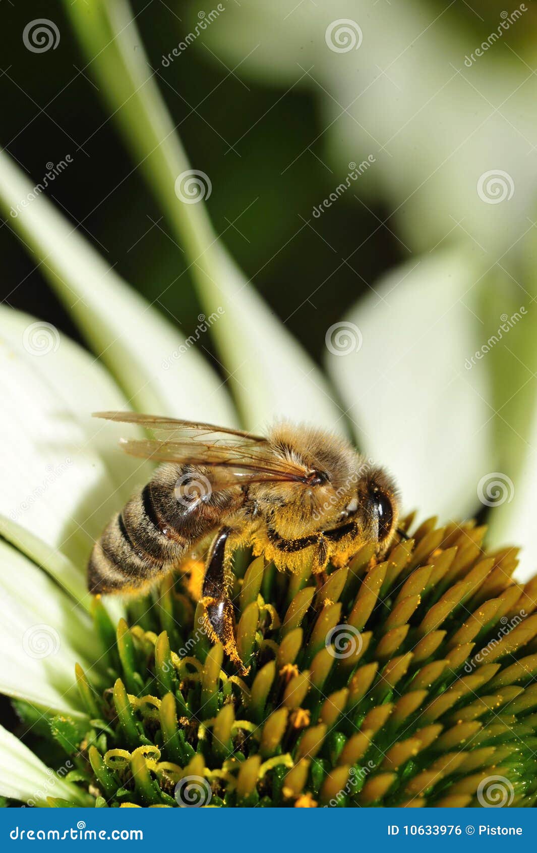 Bee on white cone Flower stock photo. Image of pollen - 10633976