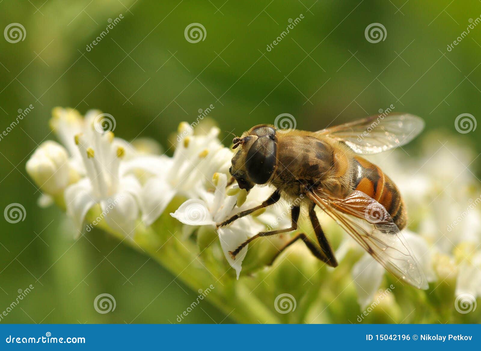 Bee on white flower stock photo. Image of natural, macro - 15042196