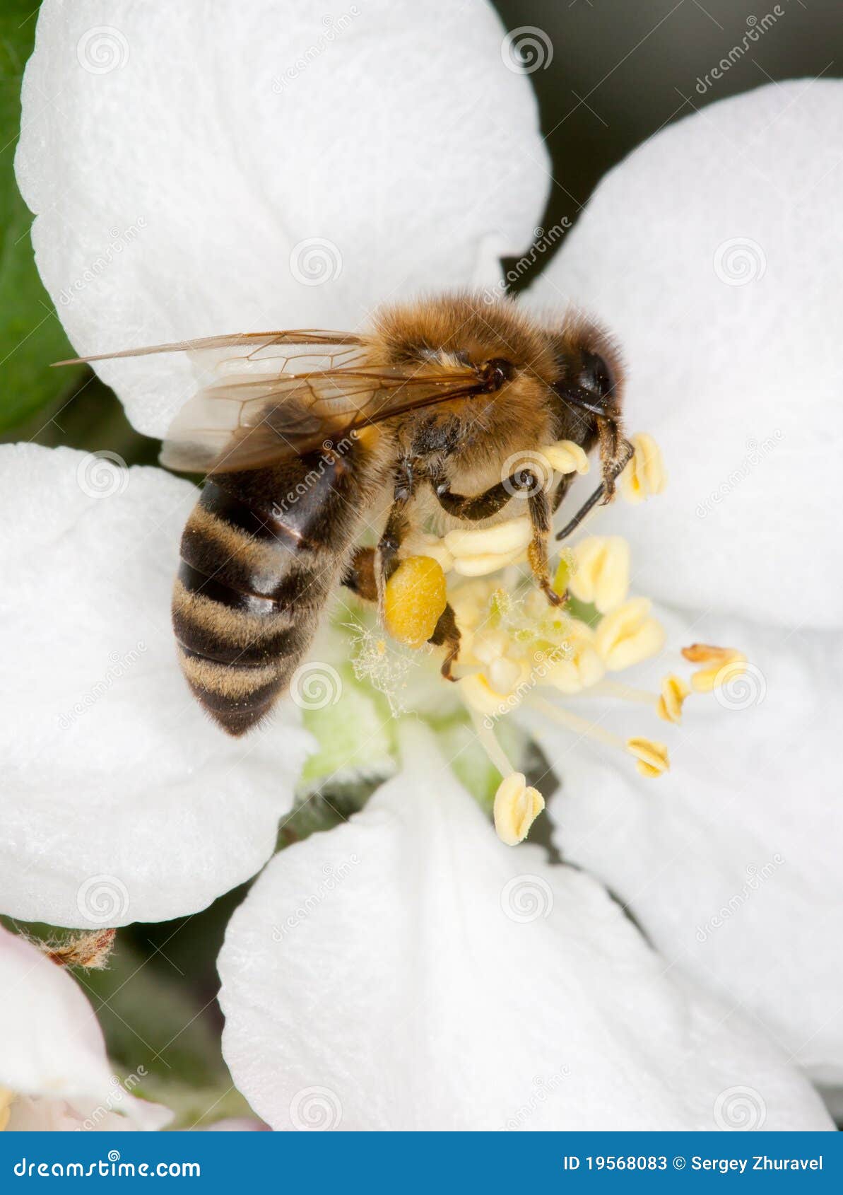 Bee on white flower stock image. Image of garden, insect - 19568083