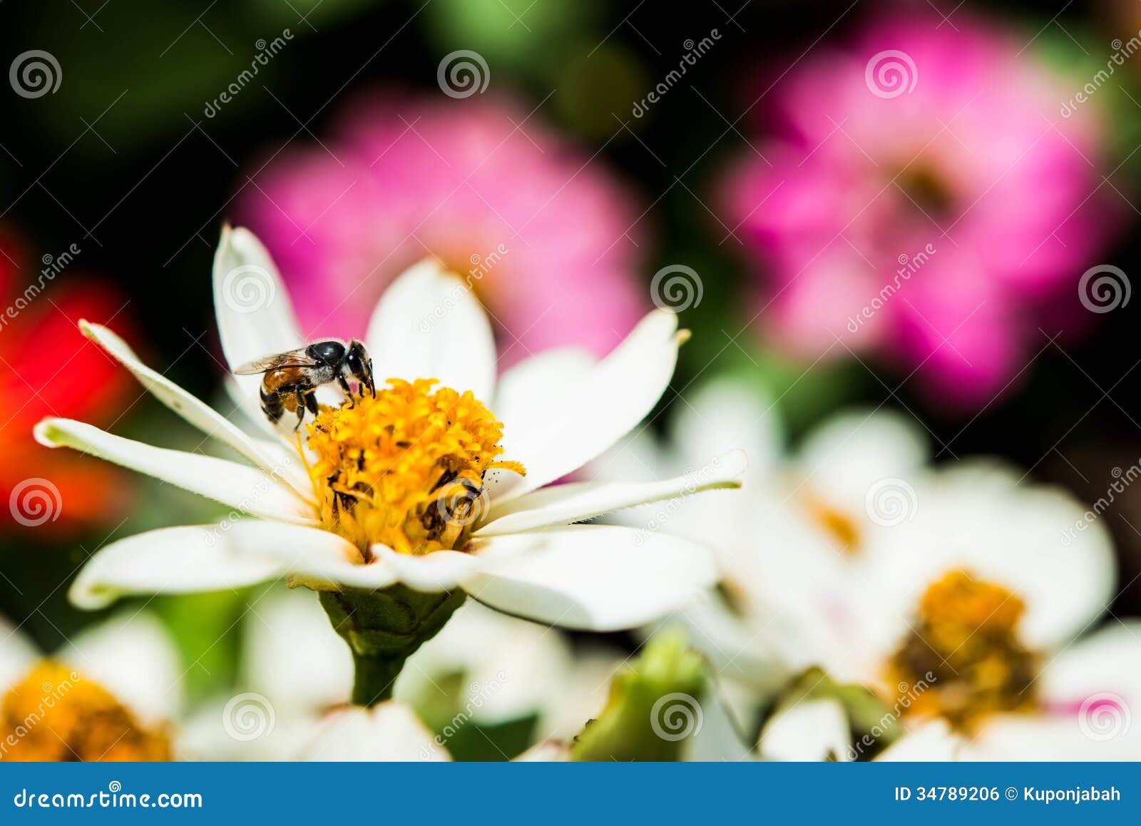 Bee on white flower stock photo. Image of colorful, blooming - 34789206
