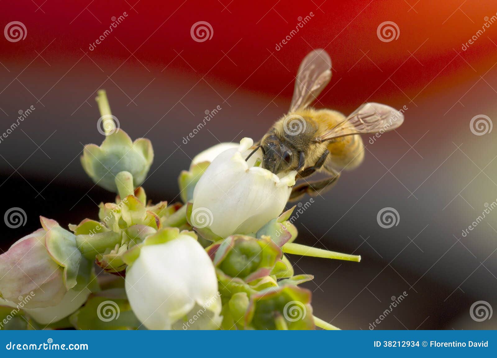 Bee on white flower stock photo. Image of life, fruit - 38212934
