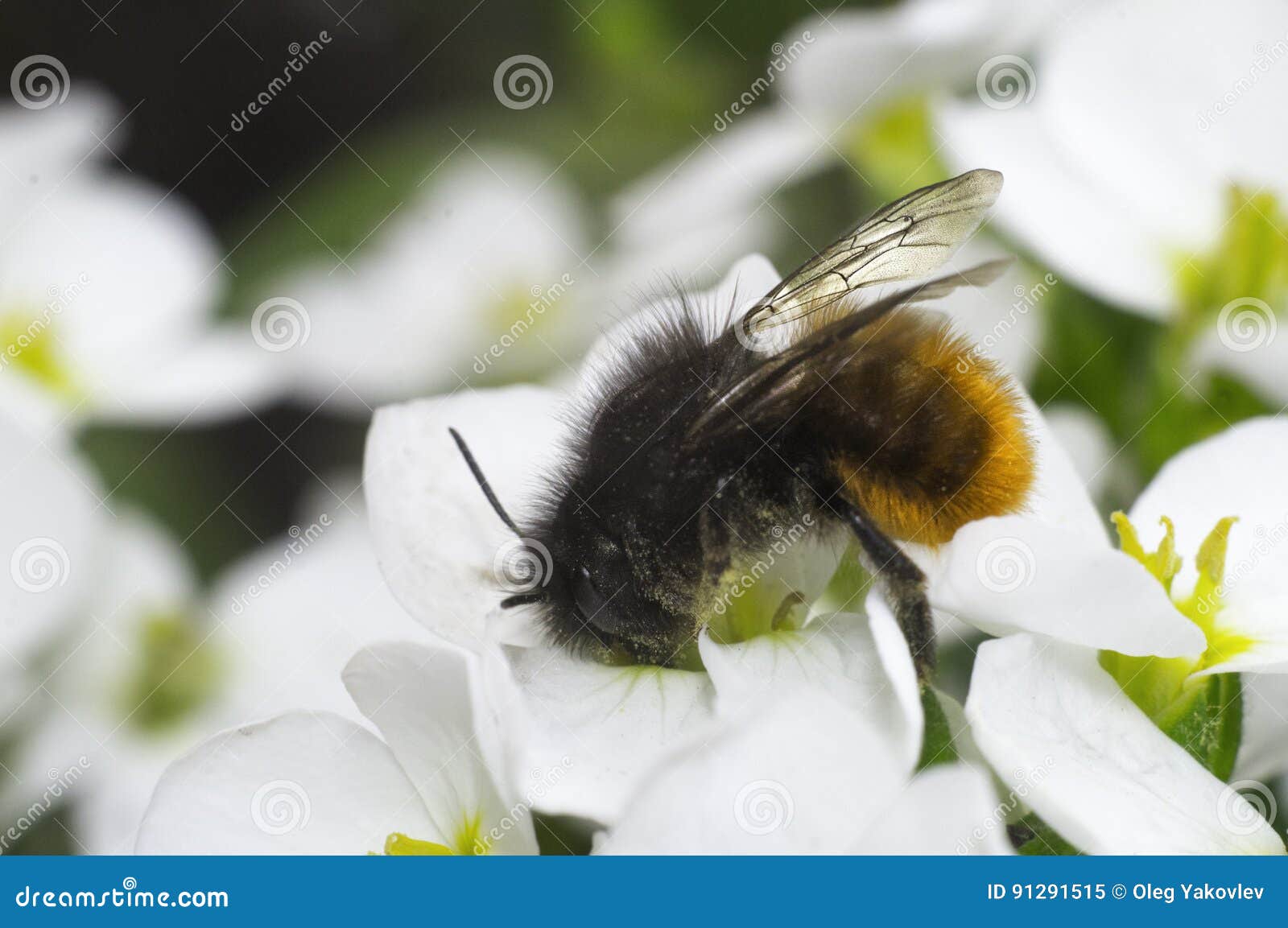 Bee on the white flower stock image. Image of pollination - 91291515