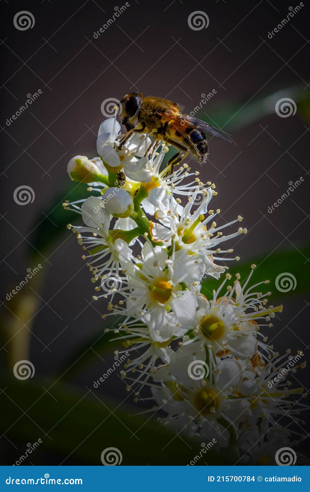 Bee on White Flower Blurred Background Stock Photo - Image of flowers ...