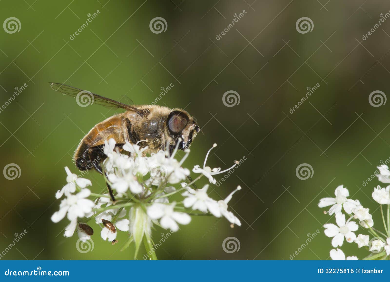 Bee on a white flower stock photo. Image of field, flora - 32275816