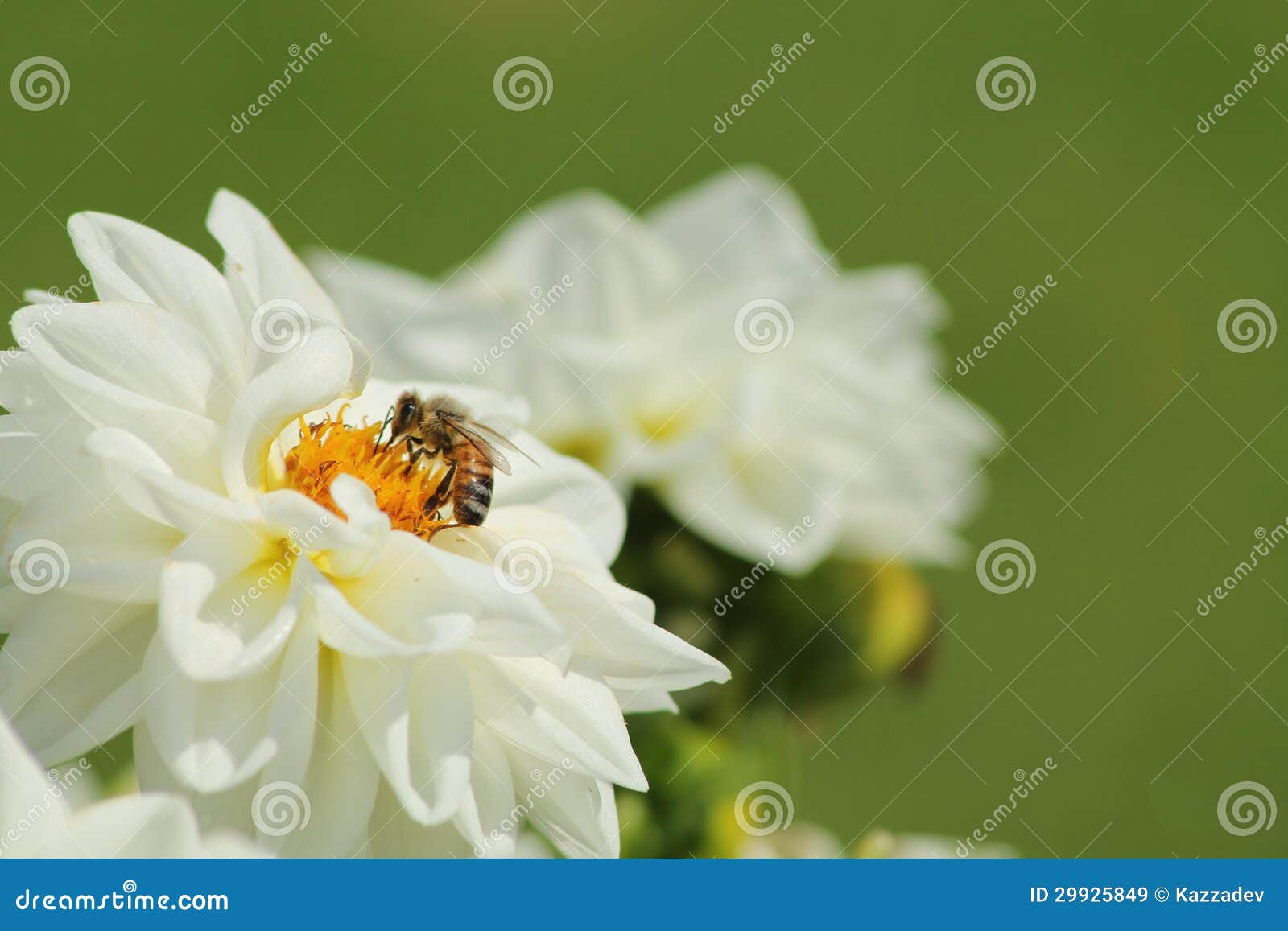 Bee on White Flower stock image. Image of canberra, white - 29925849