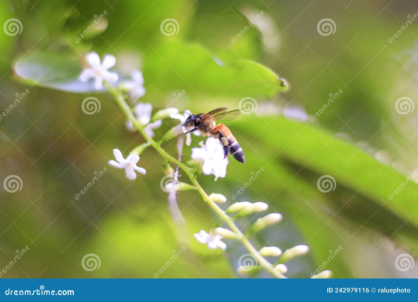 Bee on White Flower, Eating Pollen, Natural Stock Photo - Image of ...
