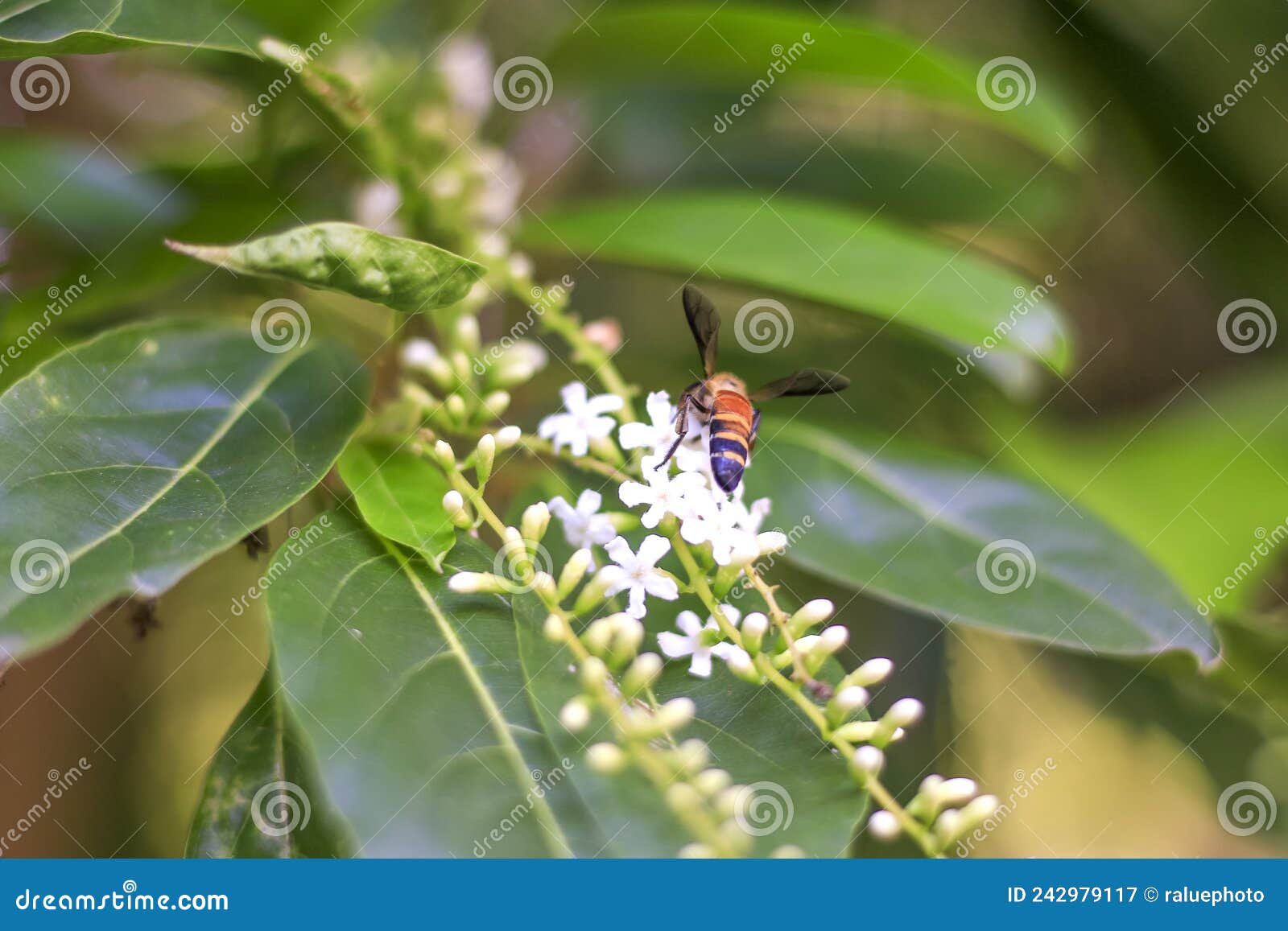 Bee on White Flower, Eating Pollen, Natural Stock Image - Image of ...