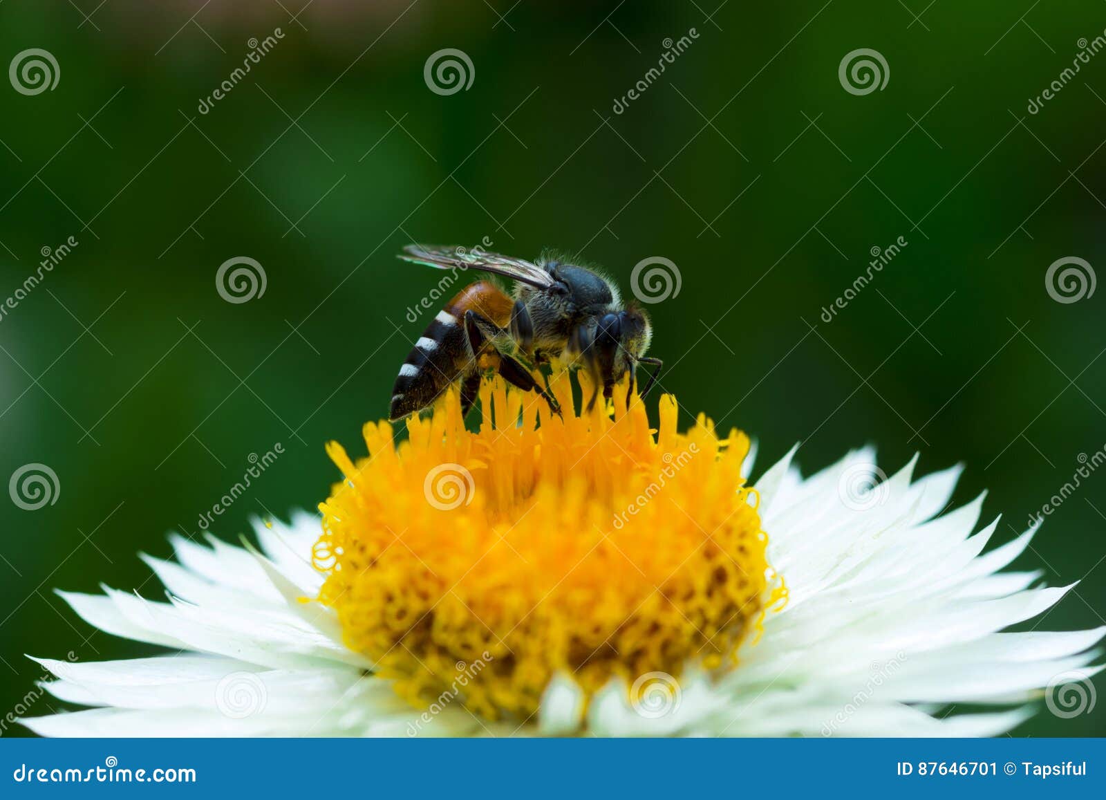 Bee on white flower stock image. Image of sprout, environment - 87646701