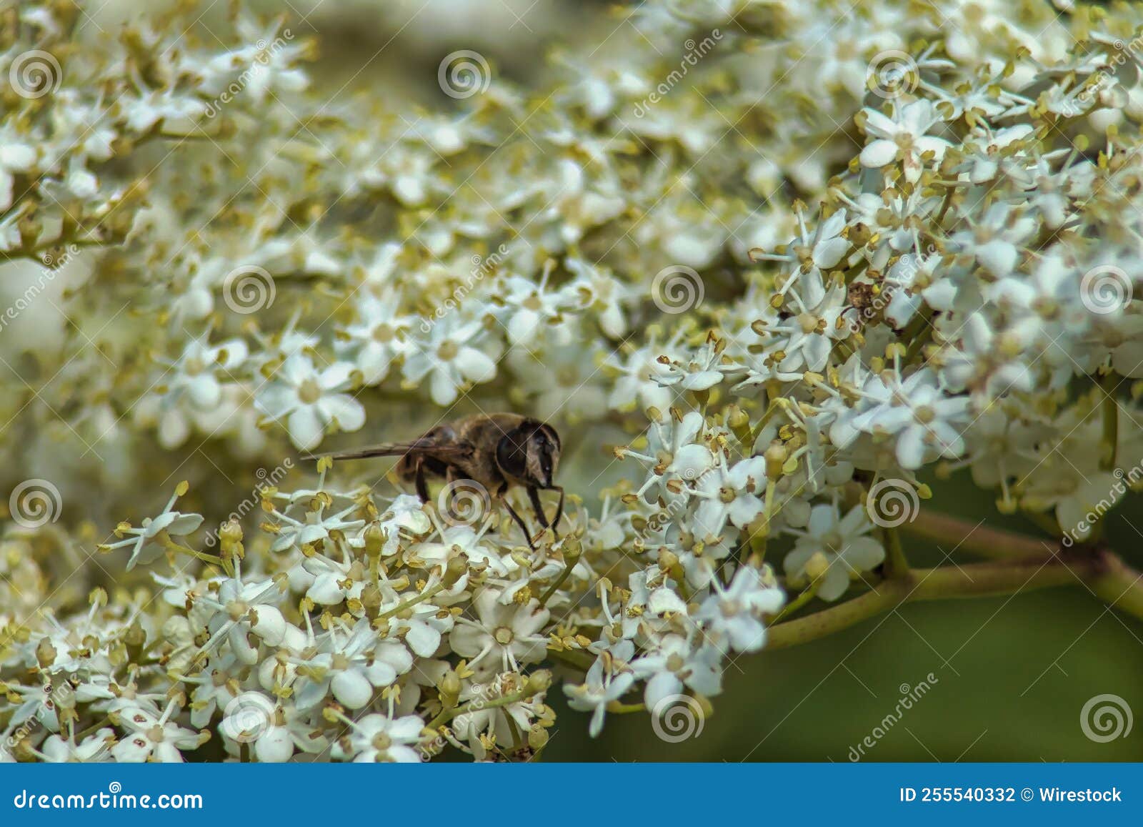 Bee on a White Flower in the Garden Stock Illustration - Illustration ...
