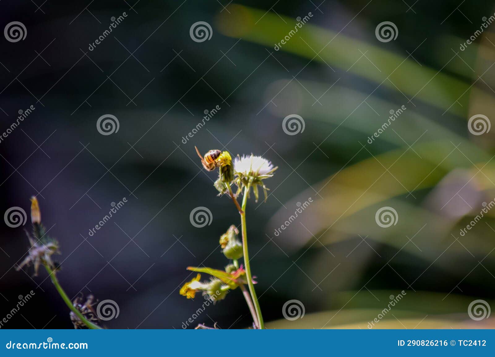 Bee on White Flower in the Garden Stock Photo - Image of floral ...