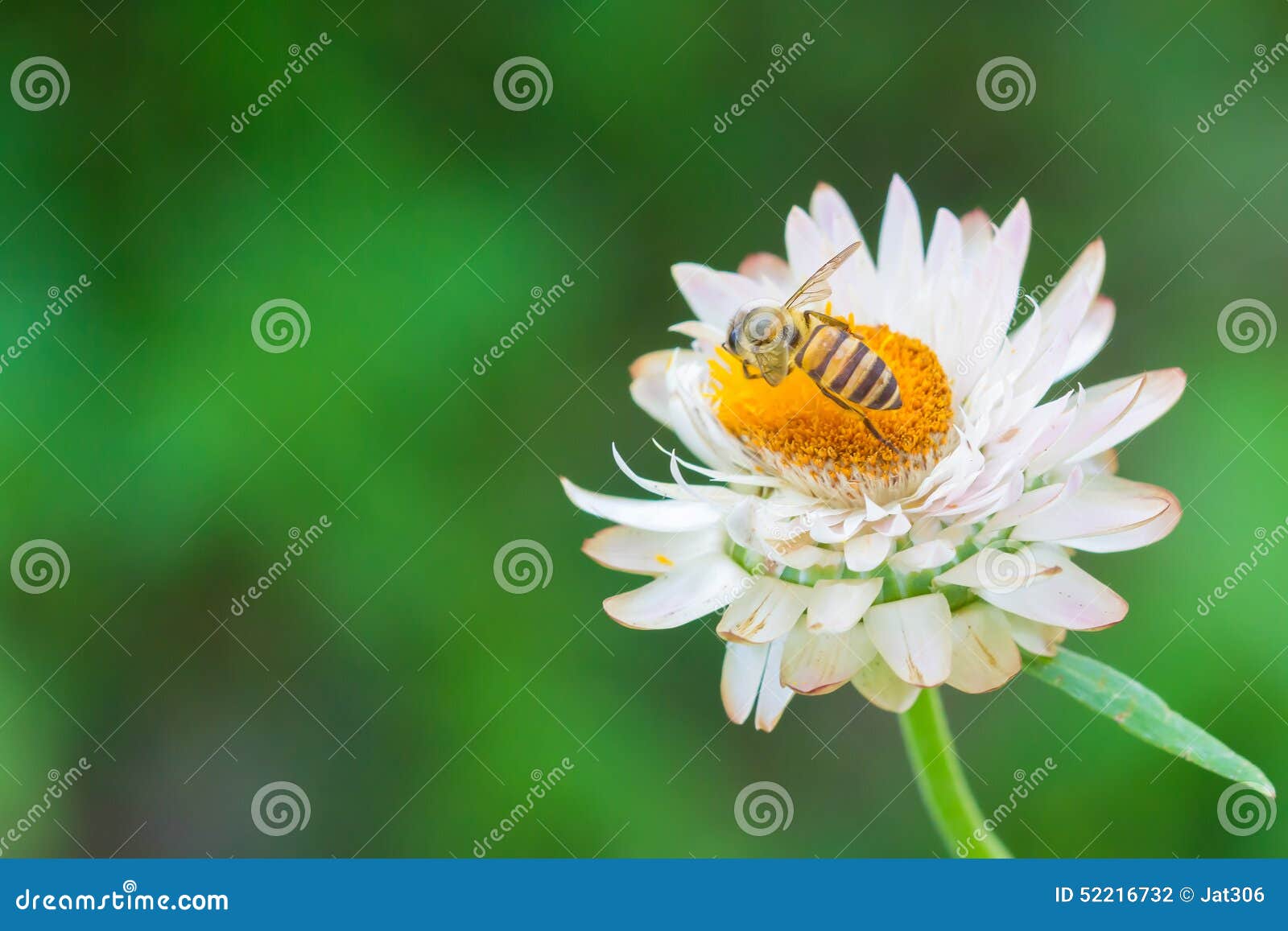 Bee on white flower stock photo. Image of nectar, macro - 52216732