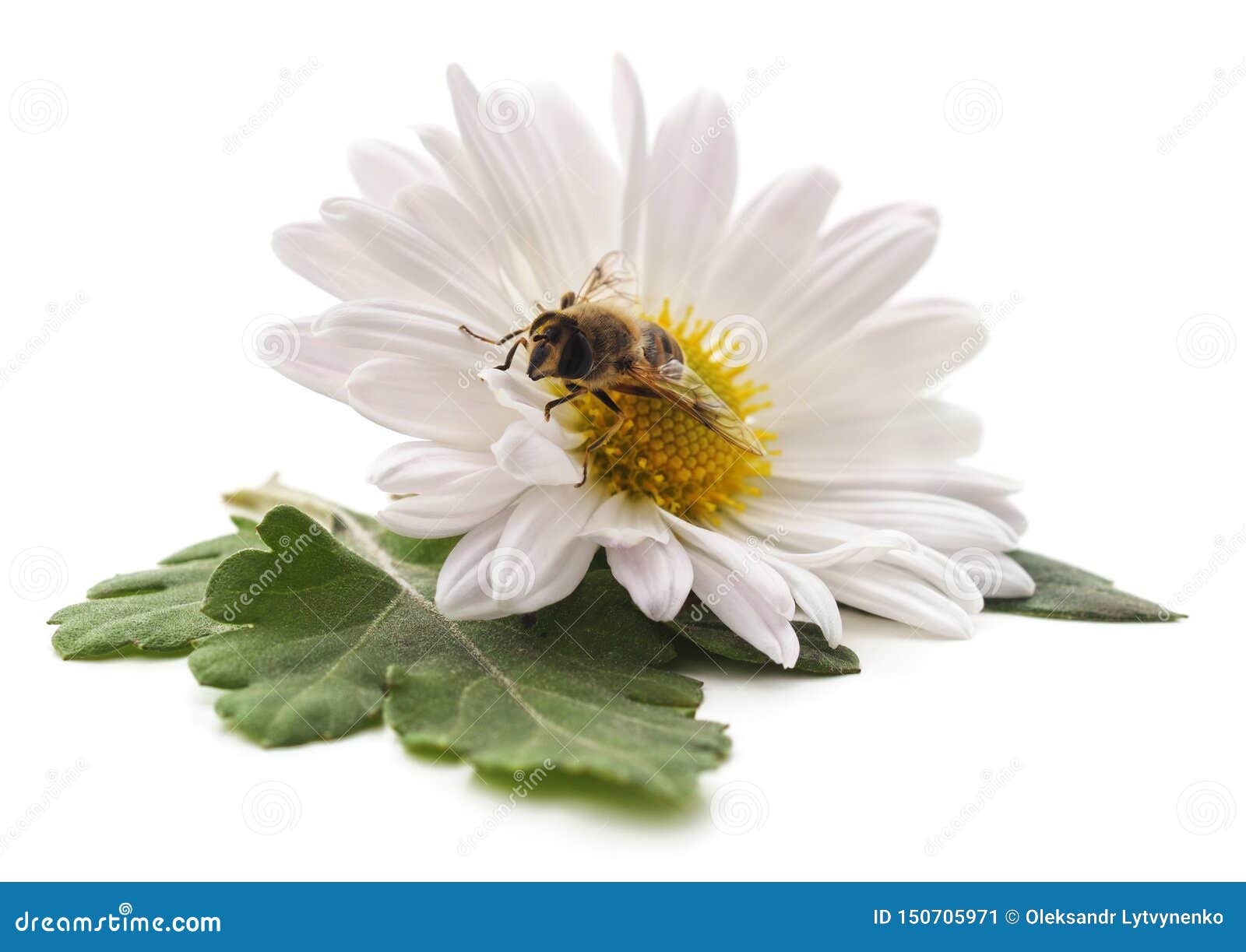 Bee on a white flower stock image. Image of biology - 150705971
