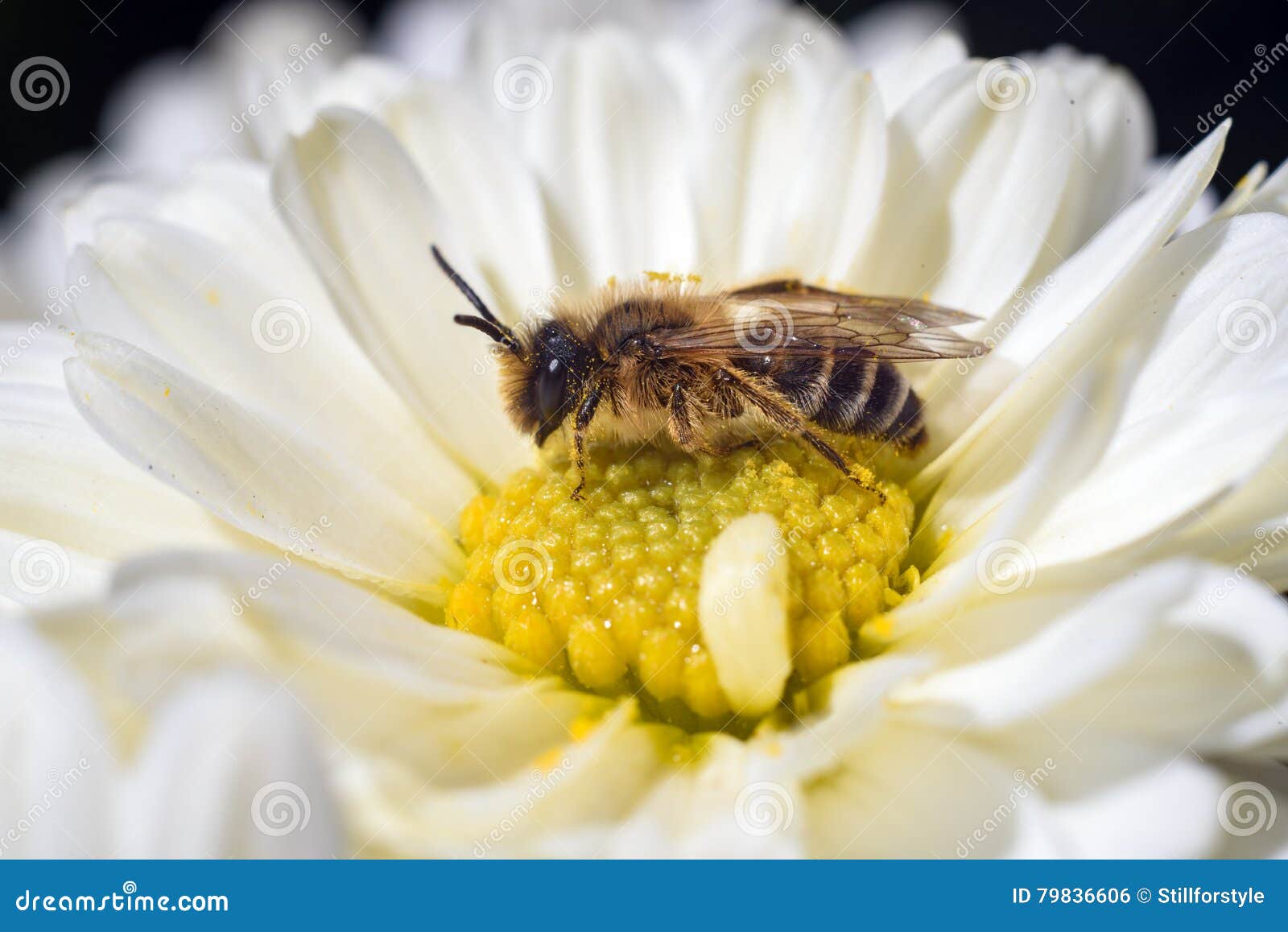 Bee on White Flower Macro Photography Stock Photo - Image of white ...