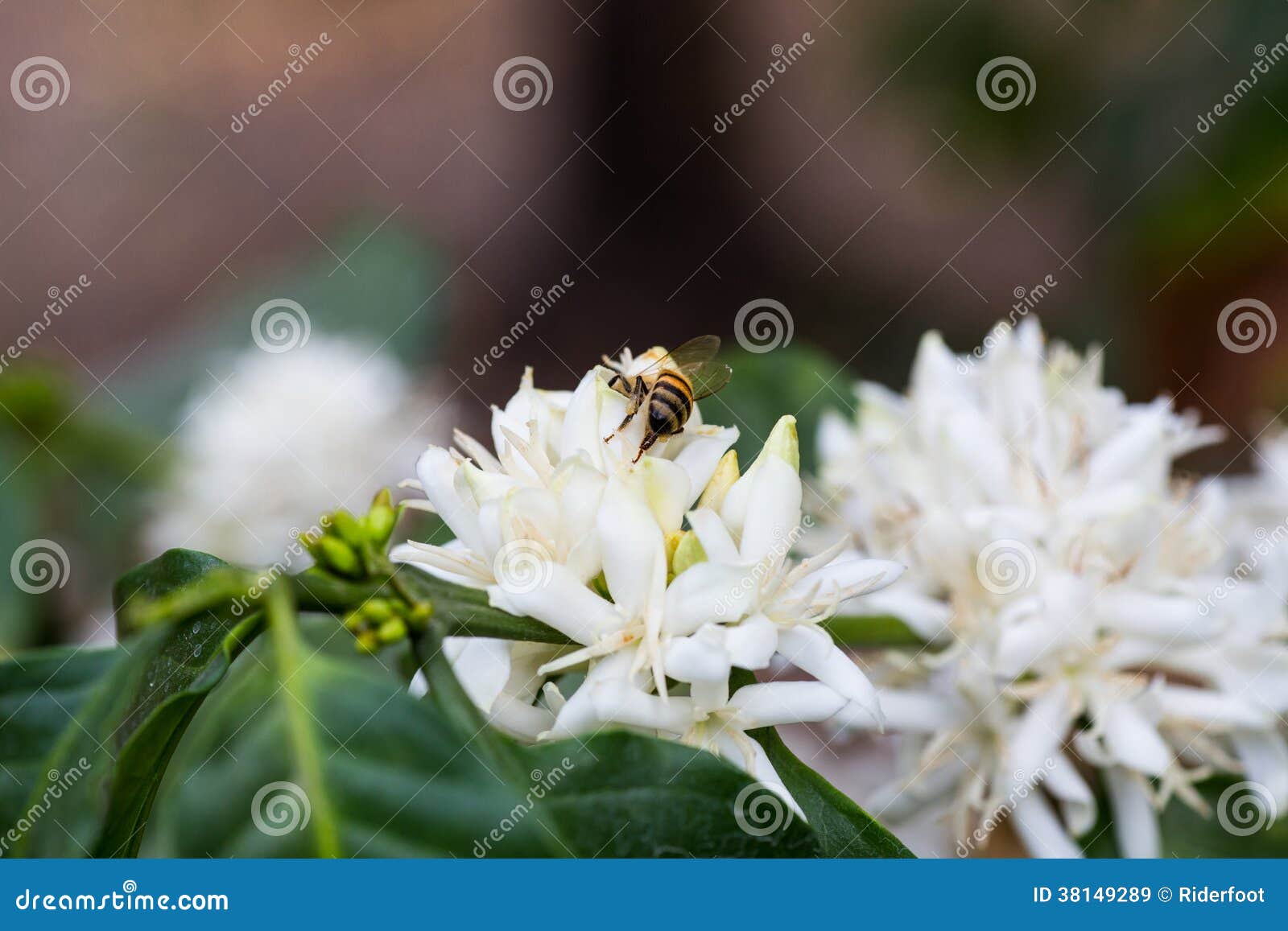 Bee white flower stock image. Image of insect, beauty - 38149289