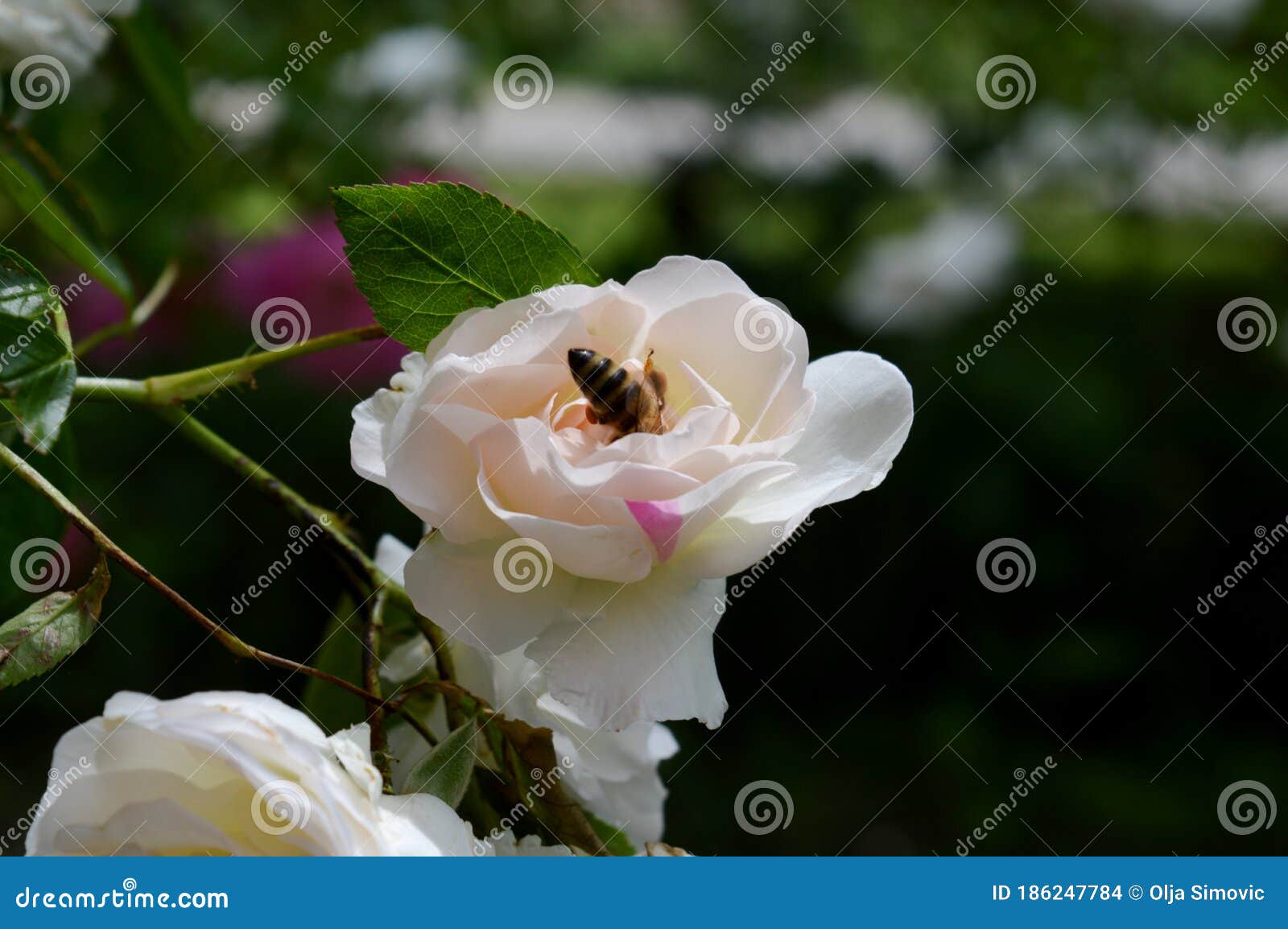 Bee on a rose stock photo. Image of color, nature, rose - 186247784