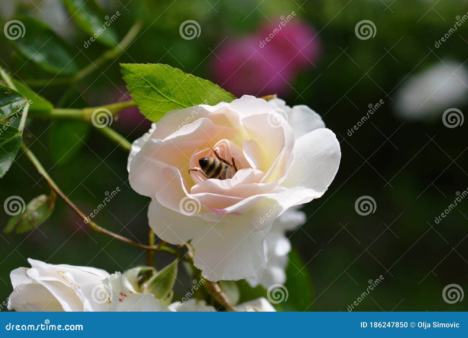 Bee on a rose stock photo. Image of details, nature - 186247850